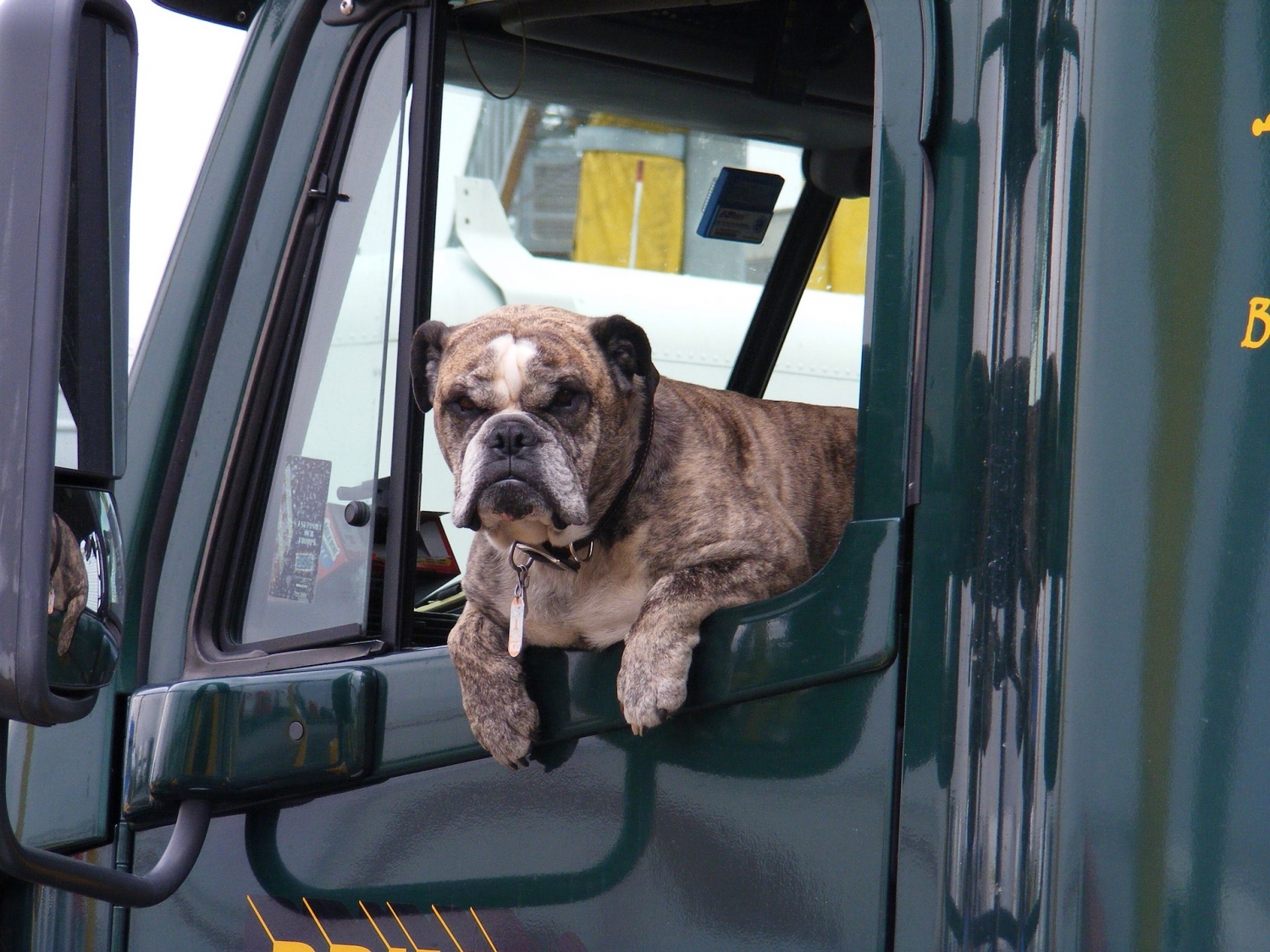 How To Attract Drivers as a Pet Friendly Trucking Company - Drive My Way